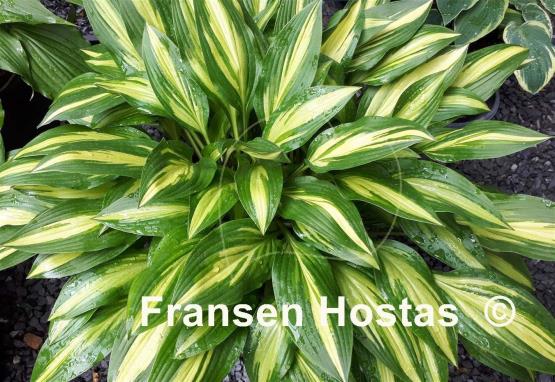 Hosta Cherry Berry - Fransen Hostas